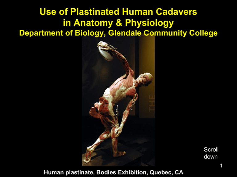 Plastinated Cadavers in Anatomy & Physiology Education