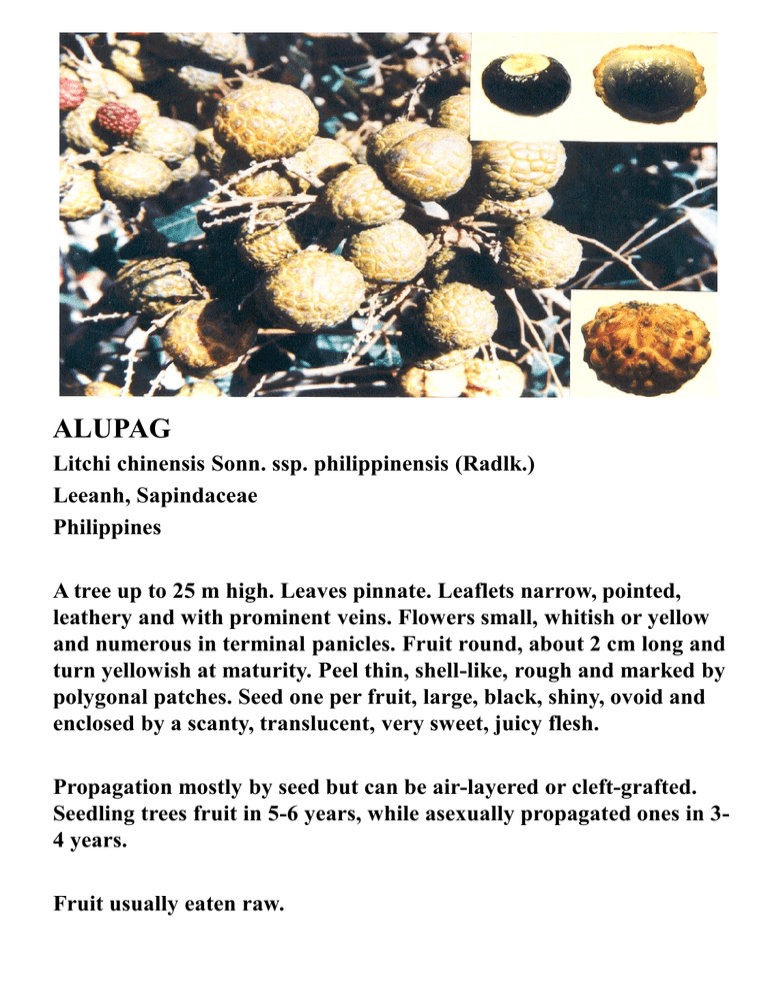 Philippine Fruit Trees: Alupag, Balobo & More