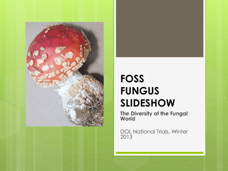 Fungal Diversity: A Slideshow on the Fungal World