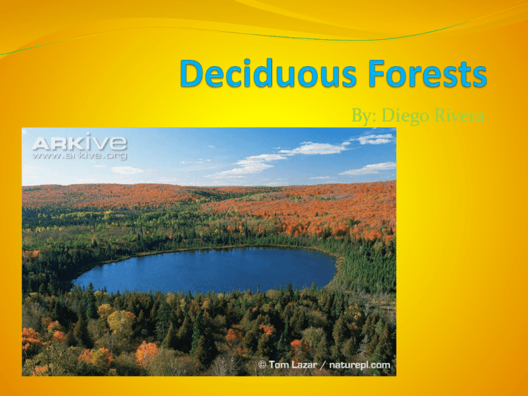 Deciduous Forests