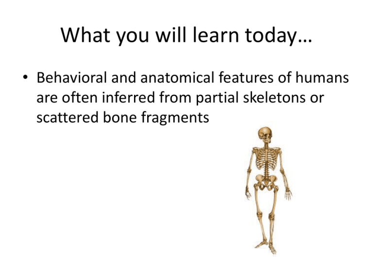 Forensic Anthropology: Calculating Height from Bones
