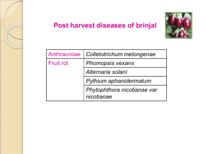 Philippine Fruit Trees: Alupag, Balobo & More