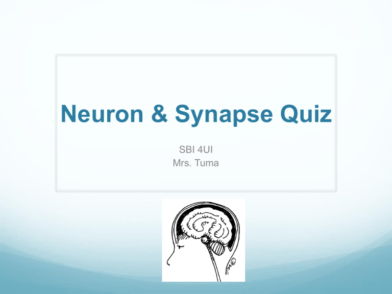 Neuron & Synapse Quiz
