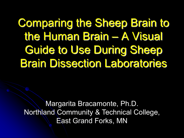 Sheep Brain vs. Human Brain Anatomy: A Dissection Guide
