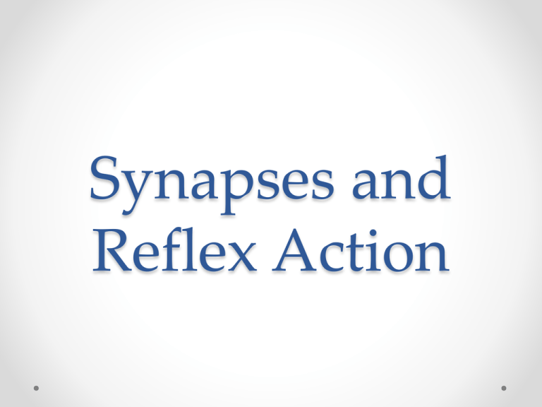 Synapses & Reflex Action: Nervous System Overview