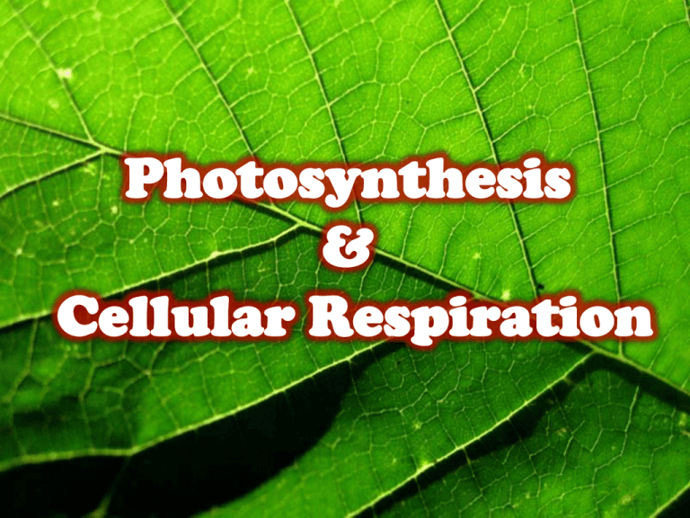 Photosynthesis & Cellular Respiration: Biology Presentation