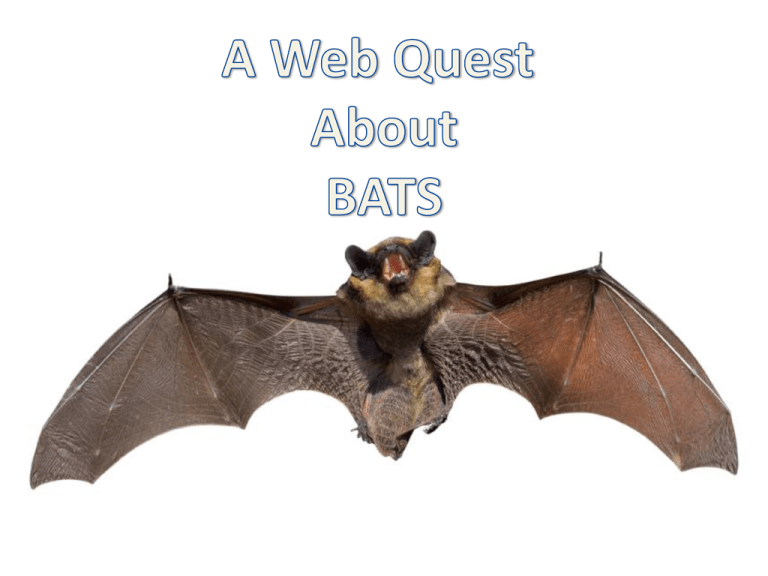 Bat Web Quest: Facts, Food Chains, and Myths for Kids