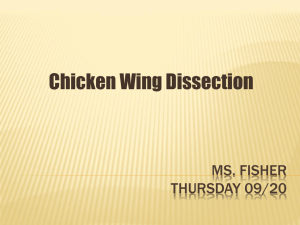 Chicken Wing Dissection: Anatomy & Muscle Structure