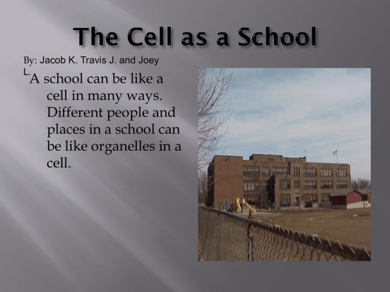 Cell as a School: Organelle Analogy