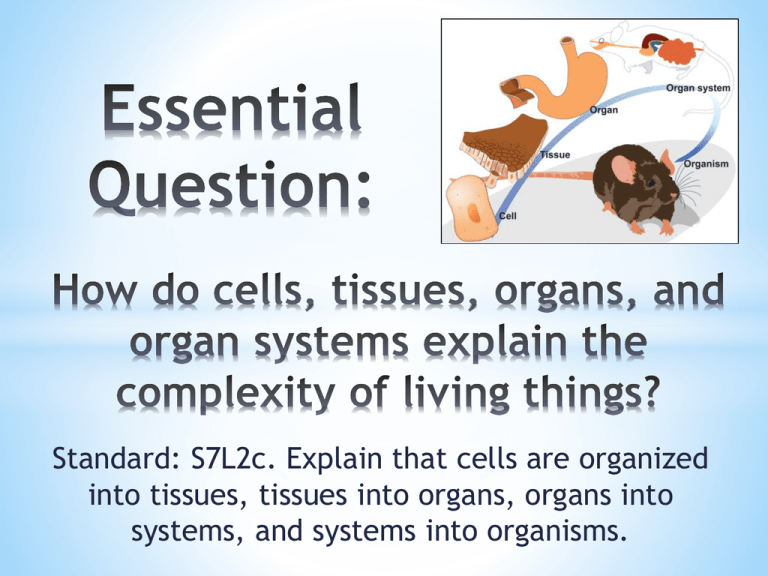 Levels of Organization in Living Things: Cells to Organisms