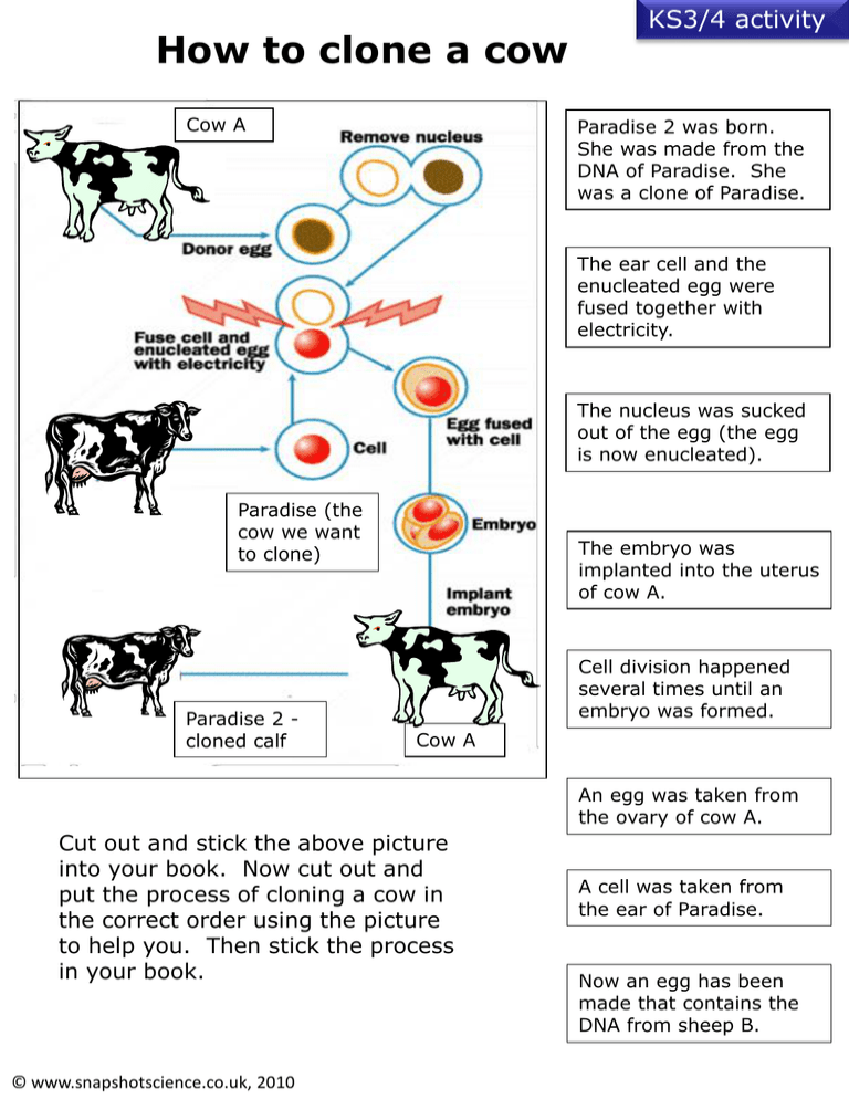 Cow Cloning Activity: Process & Ethics (KS3/4)