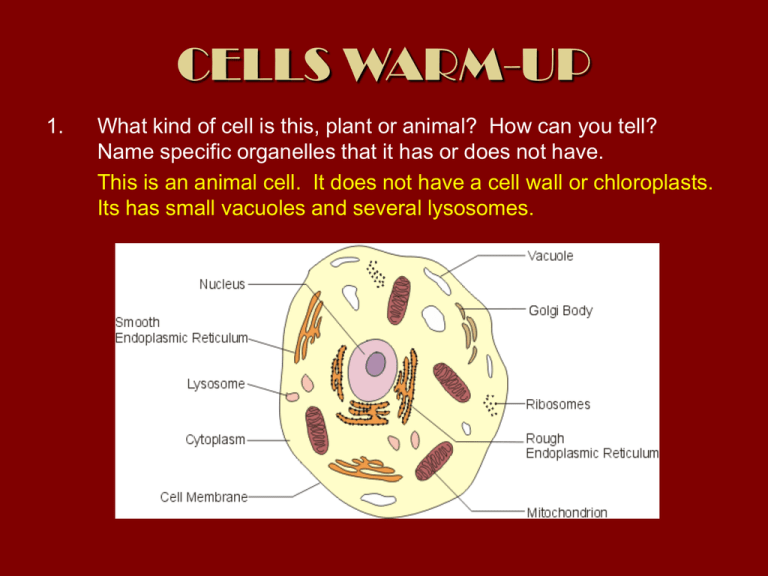 Cell Biology Worksheet: Animal vs. Plant Cells