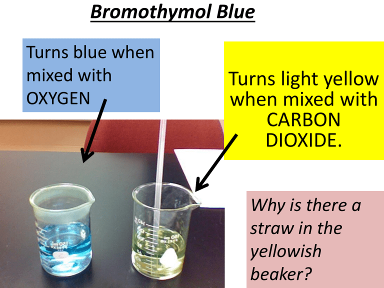 Cellular Respiration & Photosynthesis Lab Worksheet