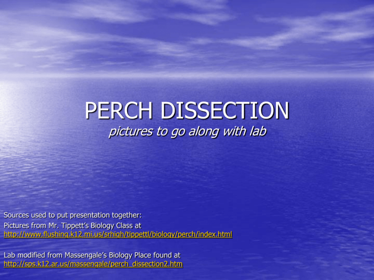 Perch Dissection: A Visual Guide to Anatomy