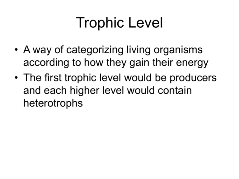 Trophic Levels & Food Webs: Ecology Presentation