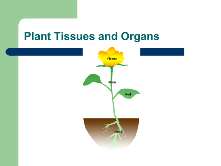 Plant Tissues and Organs: Structure & Function