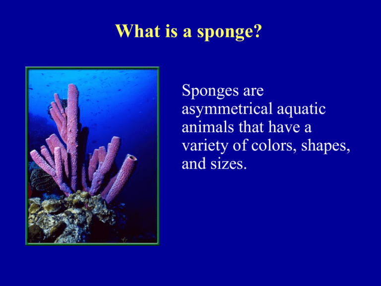 Sponge Biology: Characteristics, Reproduction, and Defense