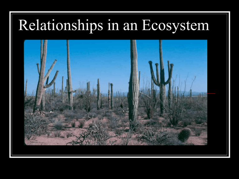 Ecosystem Relationships: Food Chains & Webs Explained