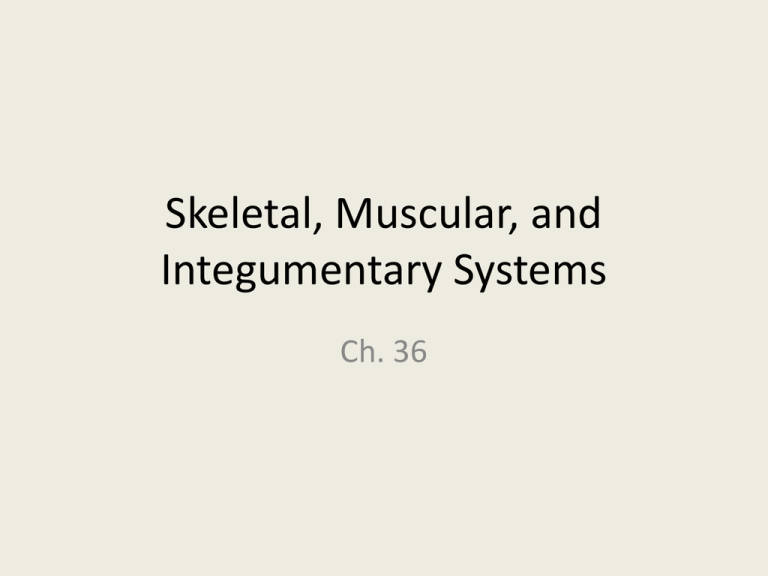 Skeletal, Muscular & Integumentary Systems Presentation