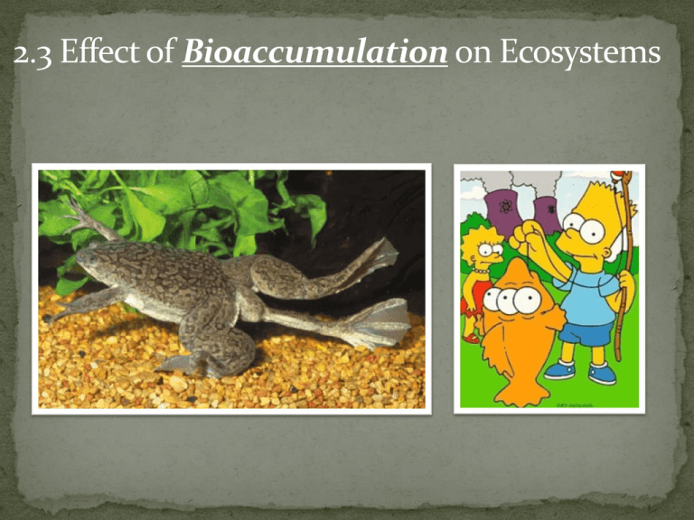 Bioaccumulation & Biomagnification: Environmental Impact