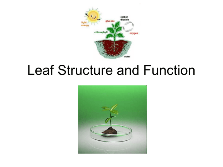 Leaf Structure and Function: Photosynthesis & Anatomy