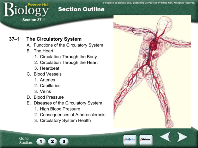 Circulatory System: Heart, Blood Vessels, and Health