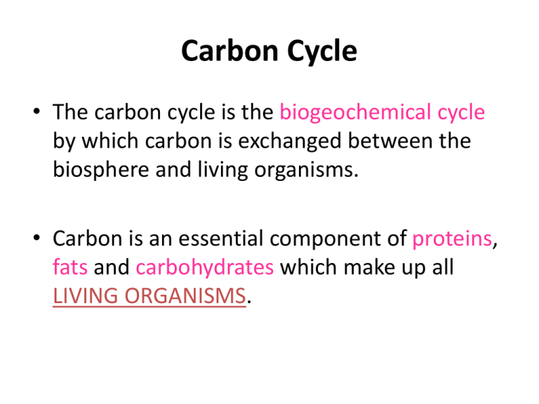 Carbon Cycle: Photosynthesis, Respiration, Combustion