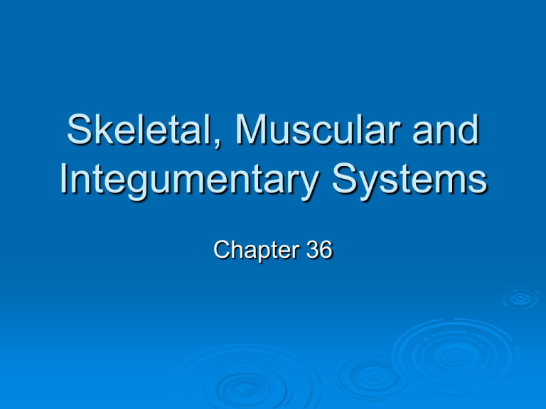 Skeletal, Muscular & Integumentary Systems Presentation