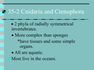 Porifera & Cnidaria Lab: Sponge & Jellyfish Study