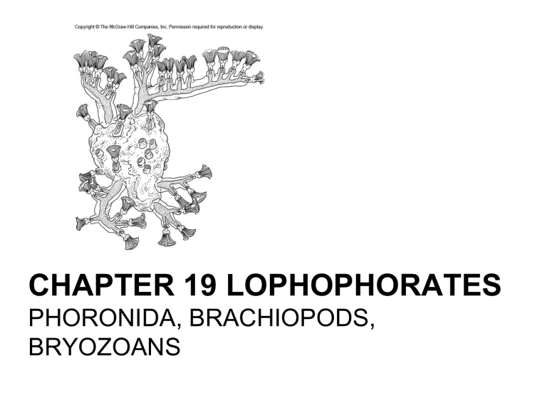 Lophophorates: Phoronida, Brachiopoda, Bryozoa Overview