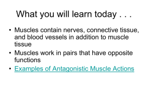 Chicken Wing Dissection: Anatomy & Muscle Structure