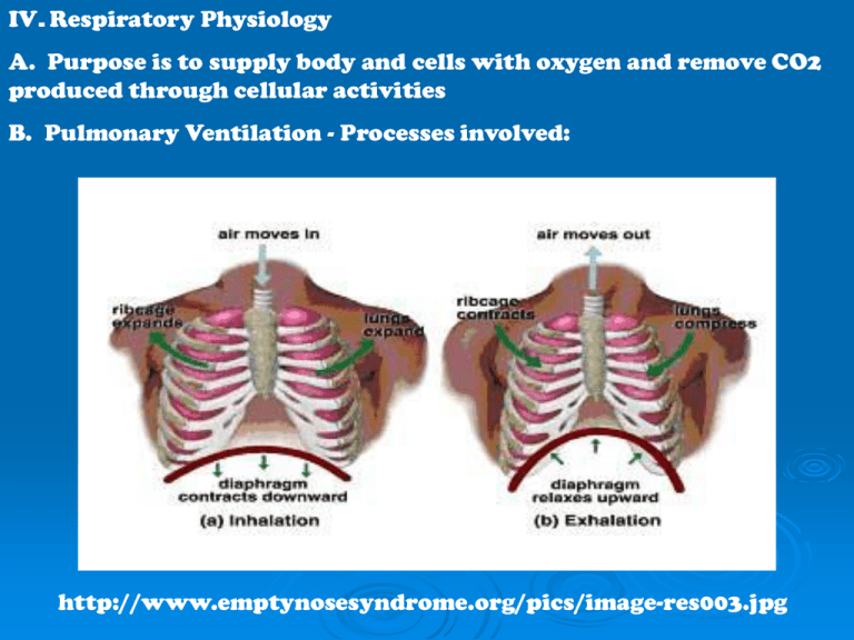 Respiratory Physiology