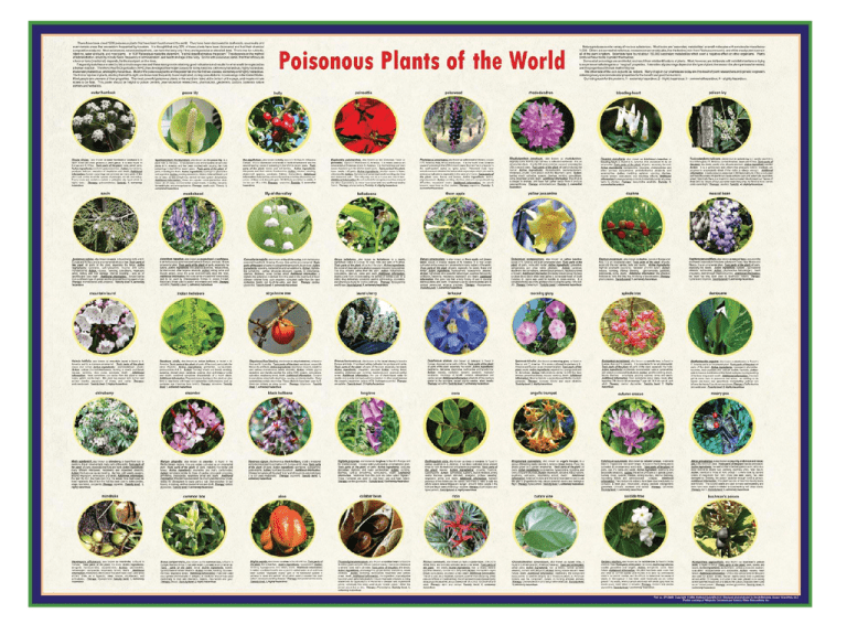 Poisonous Plants: Identification, Toxins & Uses