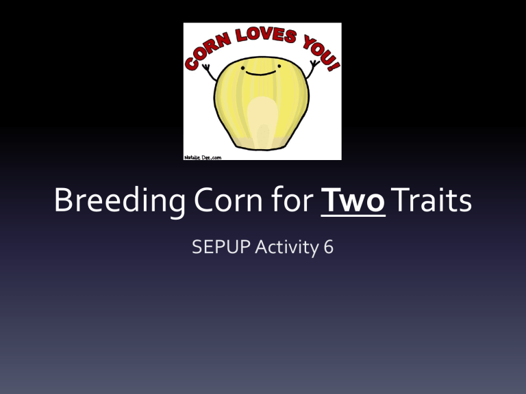 Corn Breeding: Dihybrid Cross Activity & Genetics