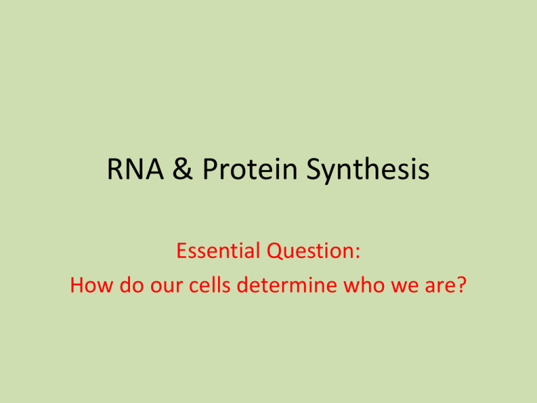 RNA & Protein Synthesis Presentation