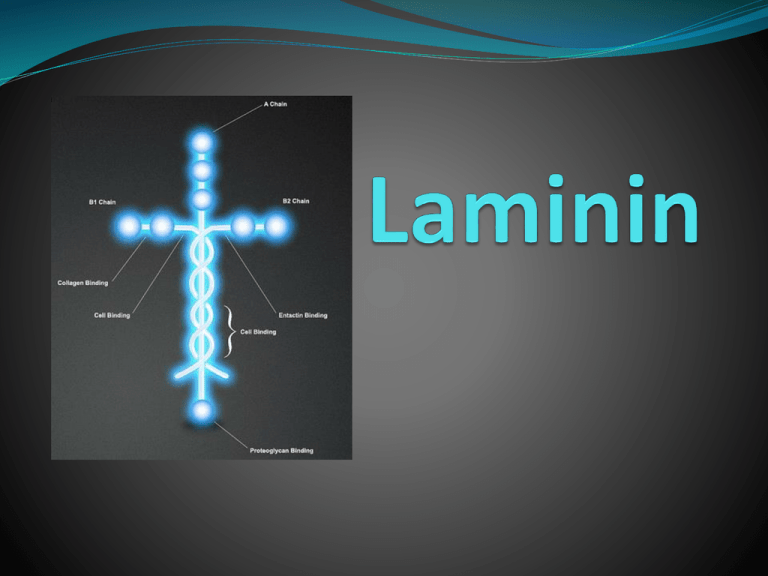 Laminin: Structure, Function, and Pathology