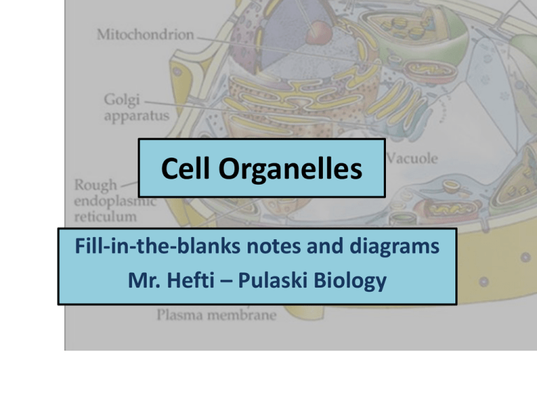 Cell Organelles Notes