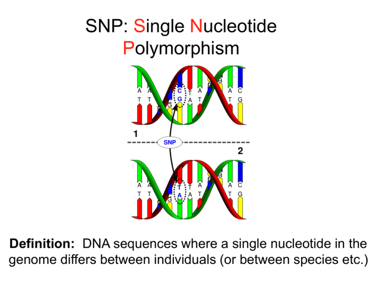 SNPs: Single Nucleotide Polymorphisms Explained