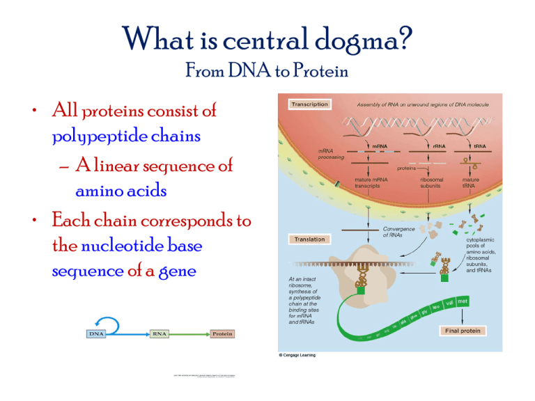 Central Dogma: DNA to Protein - Transcription & Translation