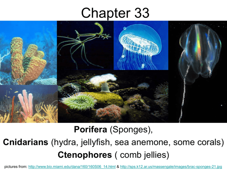 Porifera, Cnidaria, Ctenophora: Animal Phyla Overview