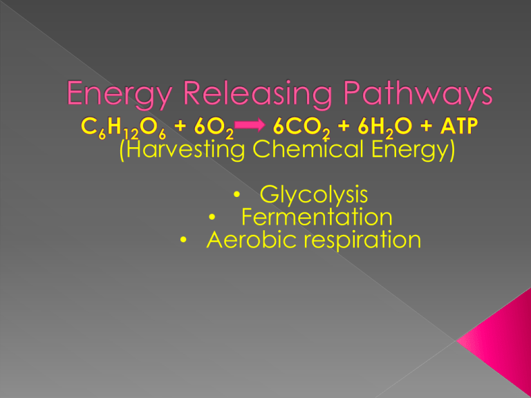 Cellular Respiration: Glycolysis, Fermentation, Aerobic Respiration