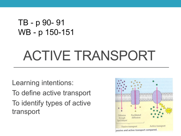 Active Transport: Endocytosis, Exocytosis, Ion Pumps