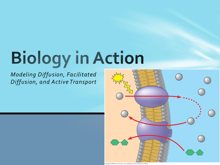 Modeling Cell Transport PP