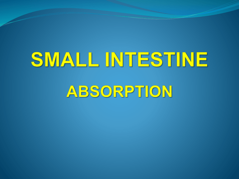 Small Intestine Absorption: A Comprehensive Overview