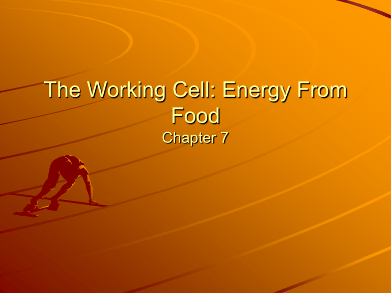 Cellular Respiration: Energy from Food - Chapter 7