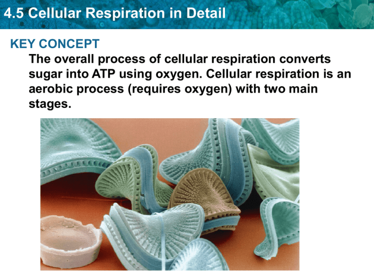 Cellular Respiration: ATP Production & Process Explained