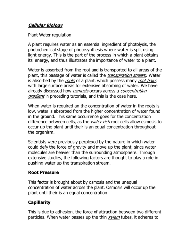 Plant Water regulation