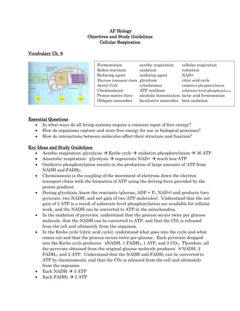 AP-Bio-Obj-Unit-5b-cellular-respiration