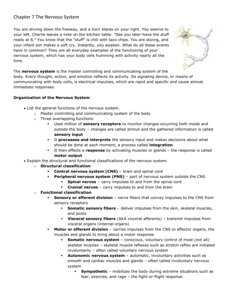 Chapter 7 The Nervous System chapter-7-the-nervous-system