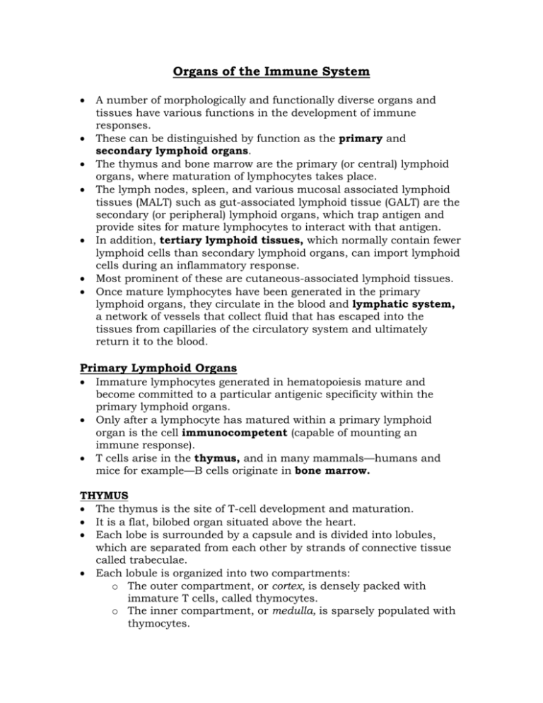 Organs of the Immune System
